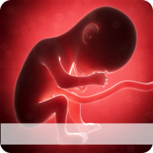 Pregnancy | Pregnancy to Parenting Australia